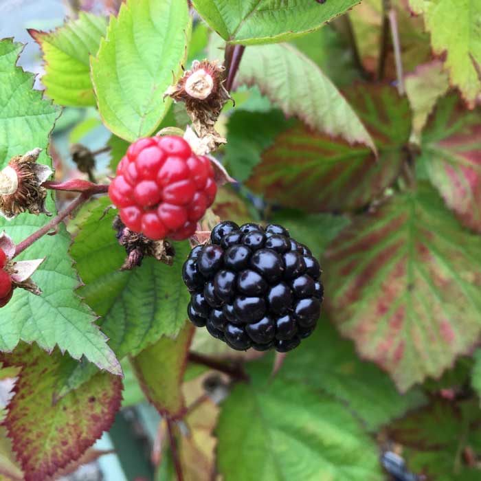 Blackberry Triple Crown - Thornless 40/60cm Pot Grown (Rubus fruticosus ...