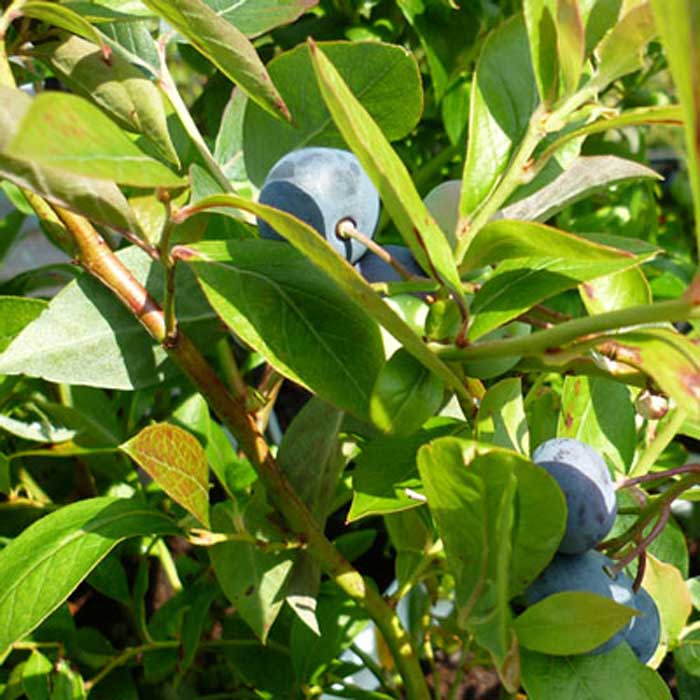 Blueberry Blue Gold 20/40cm Pot Grown (Vaccinium corymbosum 'Blue Gold ...
