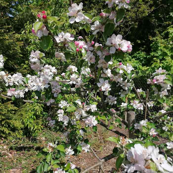 Apple Tree Bramley Seedling Cooking - ScotPlants Direct UK