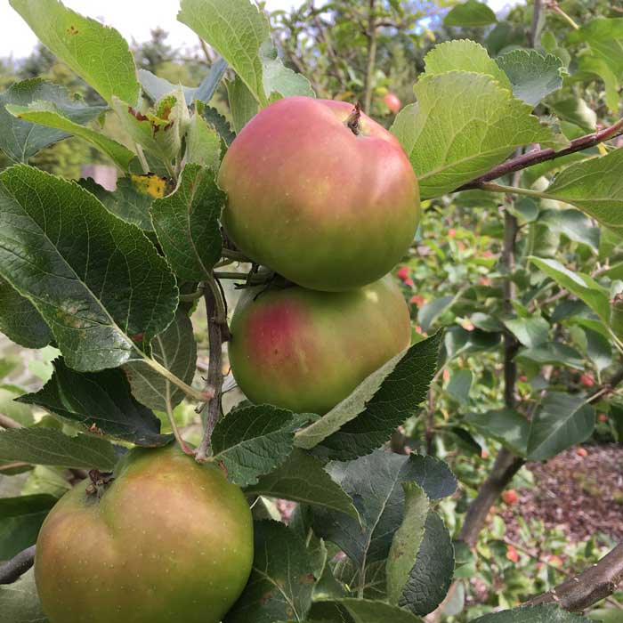 Apple Tree Bramley Seedling Cooking - ScotPlants Direct UK