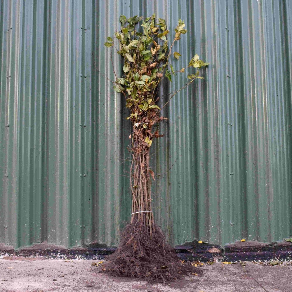 Hornbeam Hedge 150-175cm Bare Root | Carpinus betulus UK