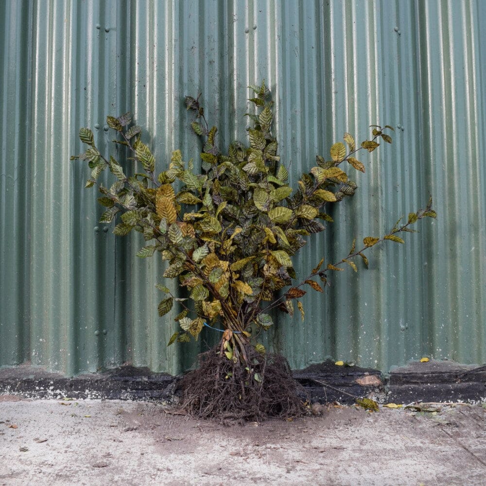 Hornbeam Bare Root Hedging 40-60cm Carpinus betulus UK