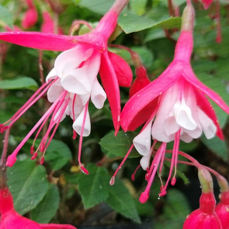 Dwarf Fuchsia Lady Thumb | Hardy Patio Plant 3L Pot UK