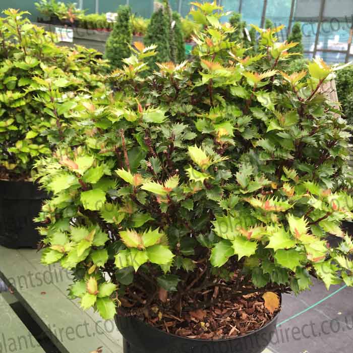Ilex meserveae Little Rascal Common Holly Blue Holly - ScotPlants Direct UK