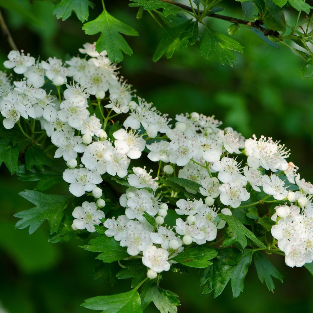 Hawthorn 150/175cm Root Ball (Crataegus Monogyna) - ScotPlants Direct UK