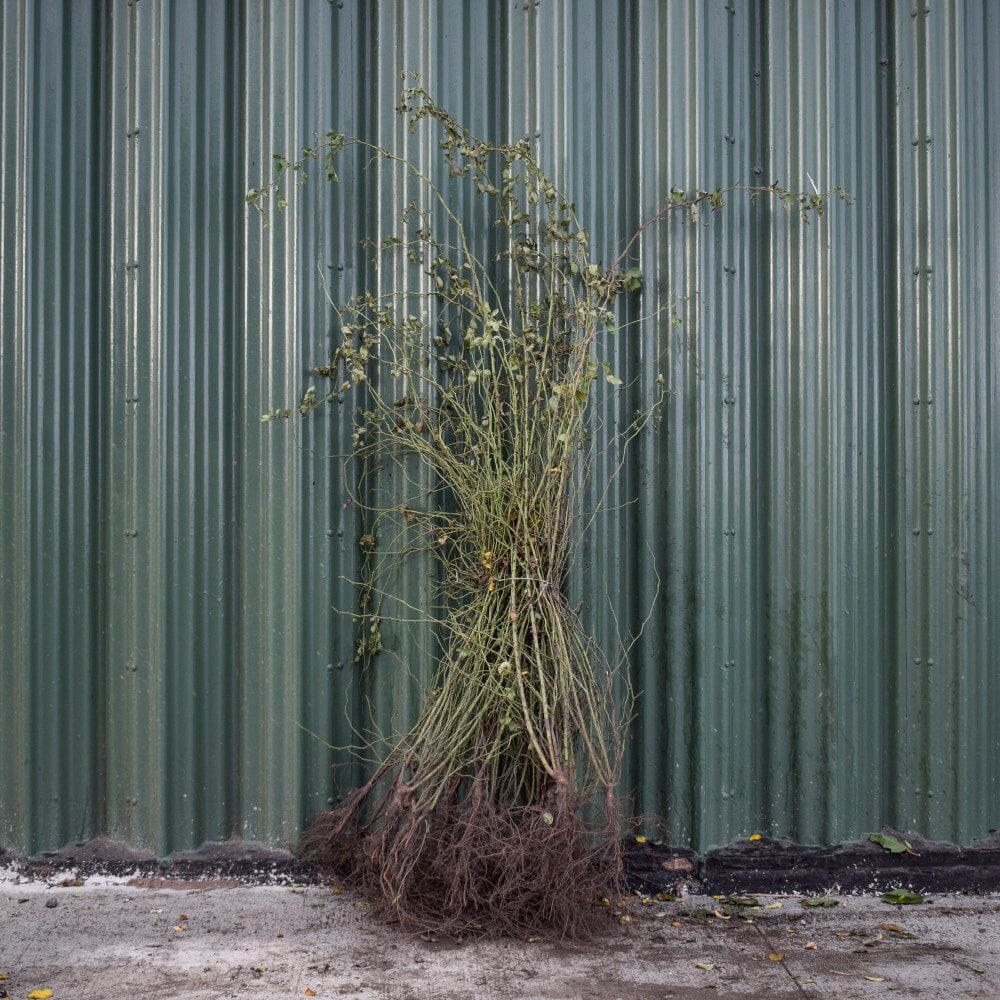 Dog Rose 60/80cm Bare Root (Rosa canina) - ScotPlants Direct UK