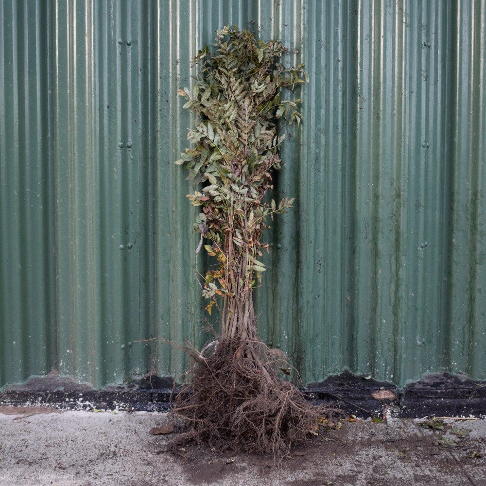 Rowan/Mountain Ash 60/80cm Bare Root (Sorbus aucuparia) - ScotPlants ...