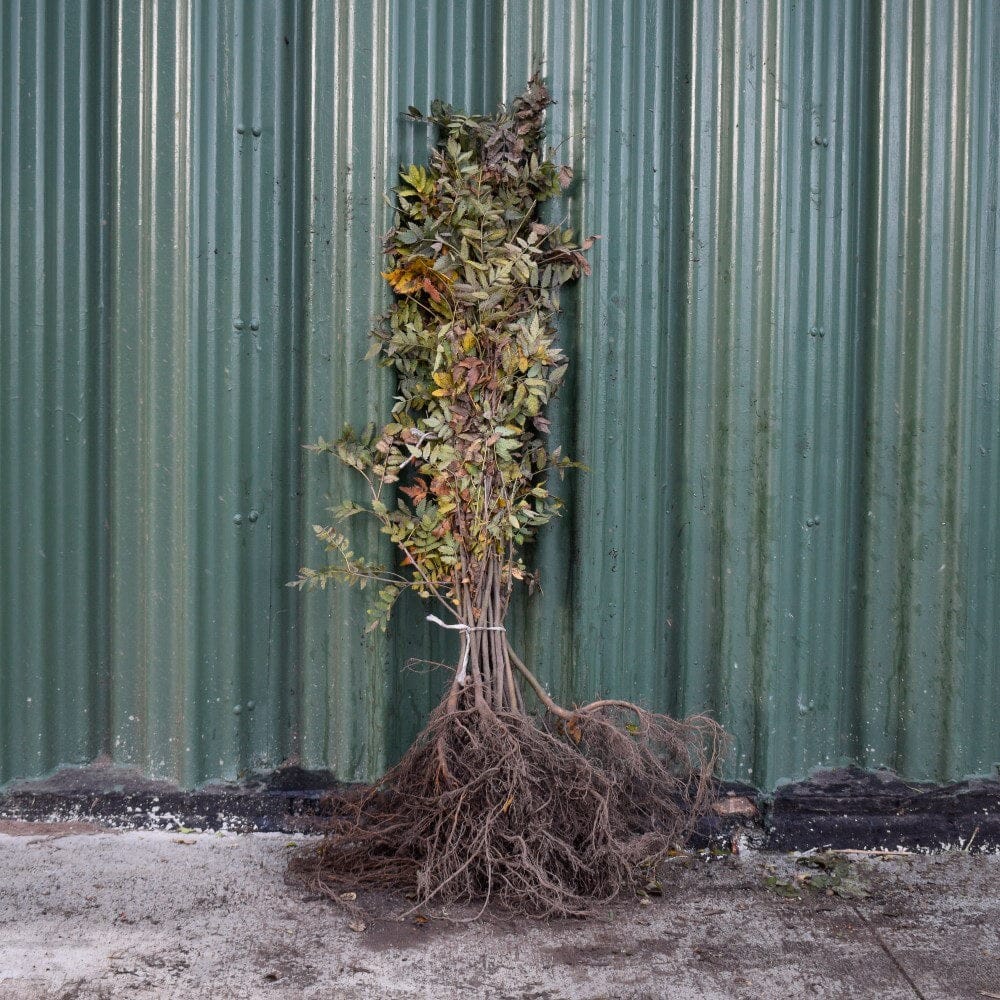Rowan/Mountain Ash 80/100cm Bare Root (Sorbus aucuparia) - ScotPlants ...