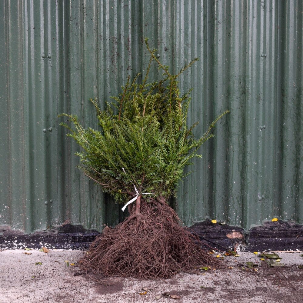 English Yew 20/40cm Bare Root (Taxus baccata) - ScotPlants Direct UK