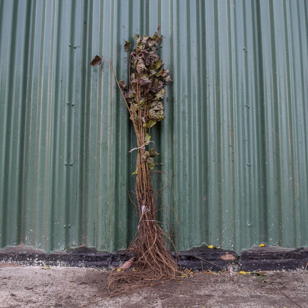 White Poplar 40/60cm Bare Root (Populus alba) - ScotPlants Direct UK