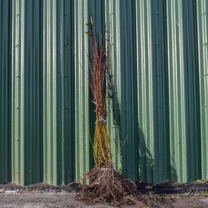 White Willow 40/60cm Bare Root (Salix alba) - ScotPlants Direct UK