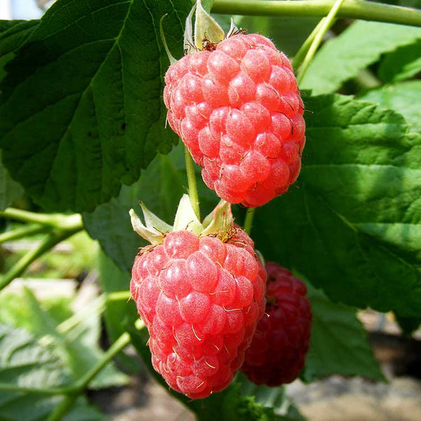 Raspberry Canes - Scotplants Direct UK